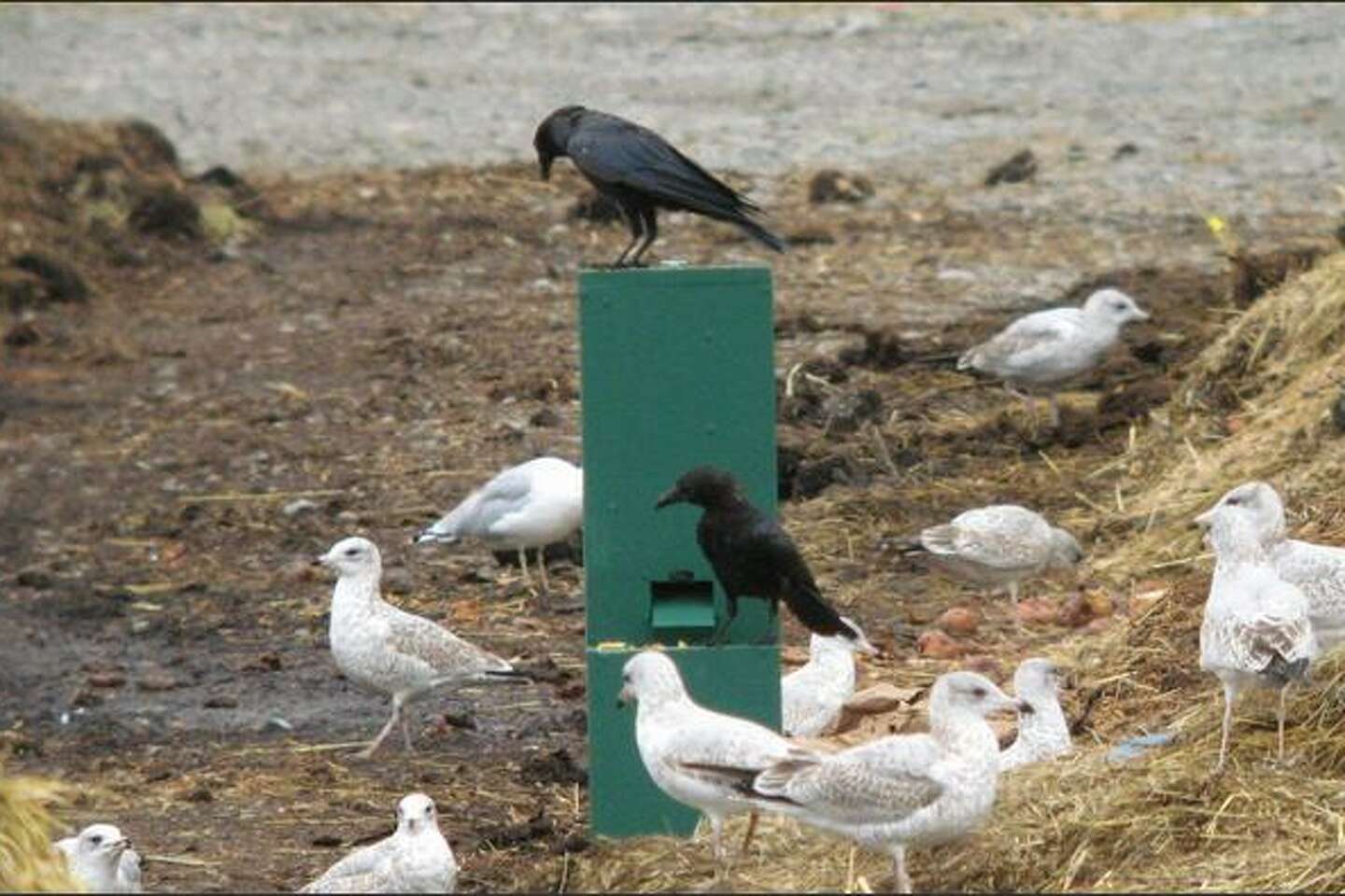 Under The Needle: A vending machine to crow about ...