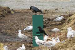 Under The Needle: A vending machine to crow about ...