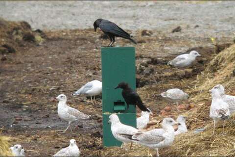 Under The Needle: A vending machine to crow about ...