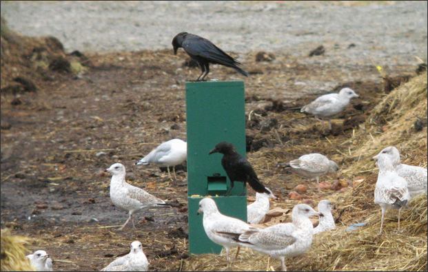 Under The Needle: A vending machine to crow about ...