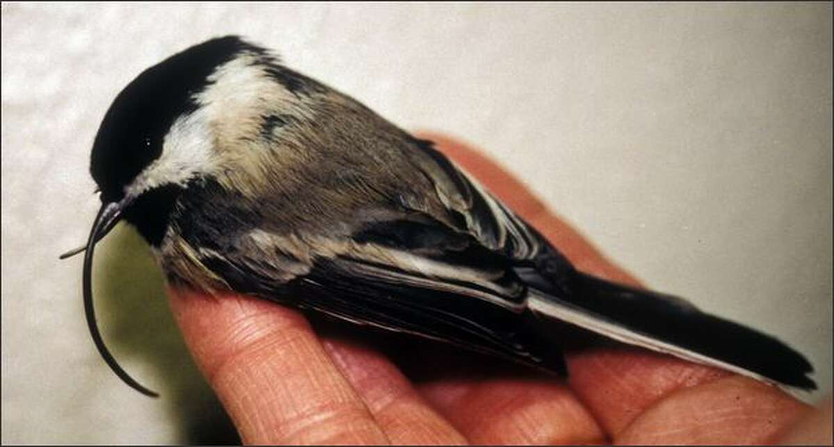 Deformed beaks mean slow starvation for region's birds; cause a mystery