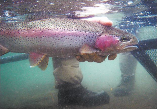 Posterity -- and a gung-ho guide -- rekindle the fire for lunker trout