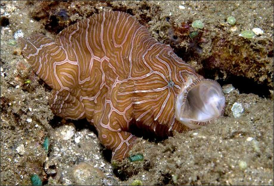 Odd, flat-faced fish may be new species - seattlepi.com