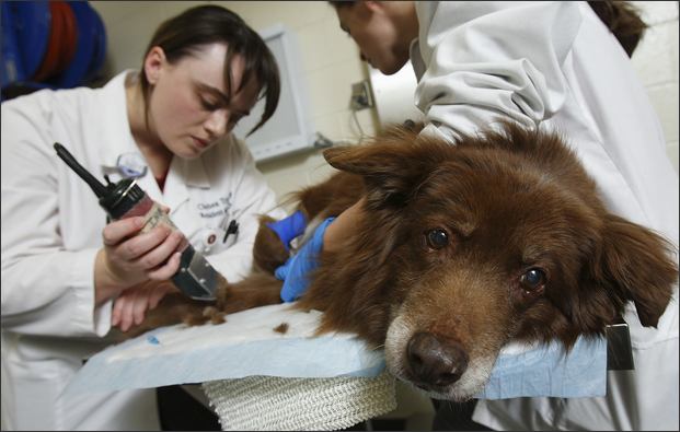 WSU to offer bone marrow transplants to sick pets