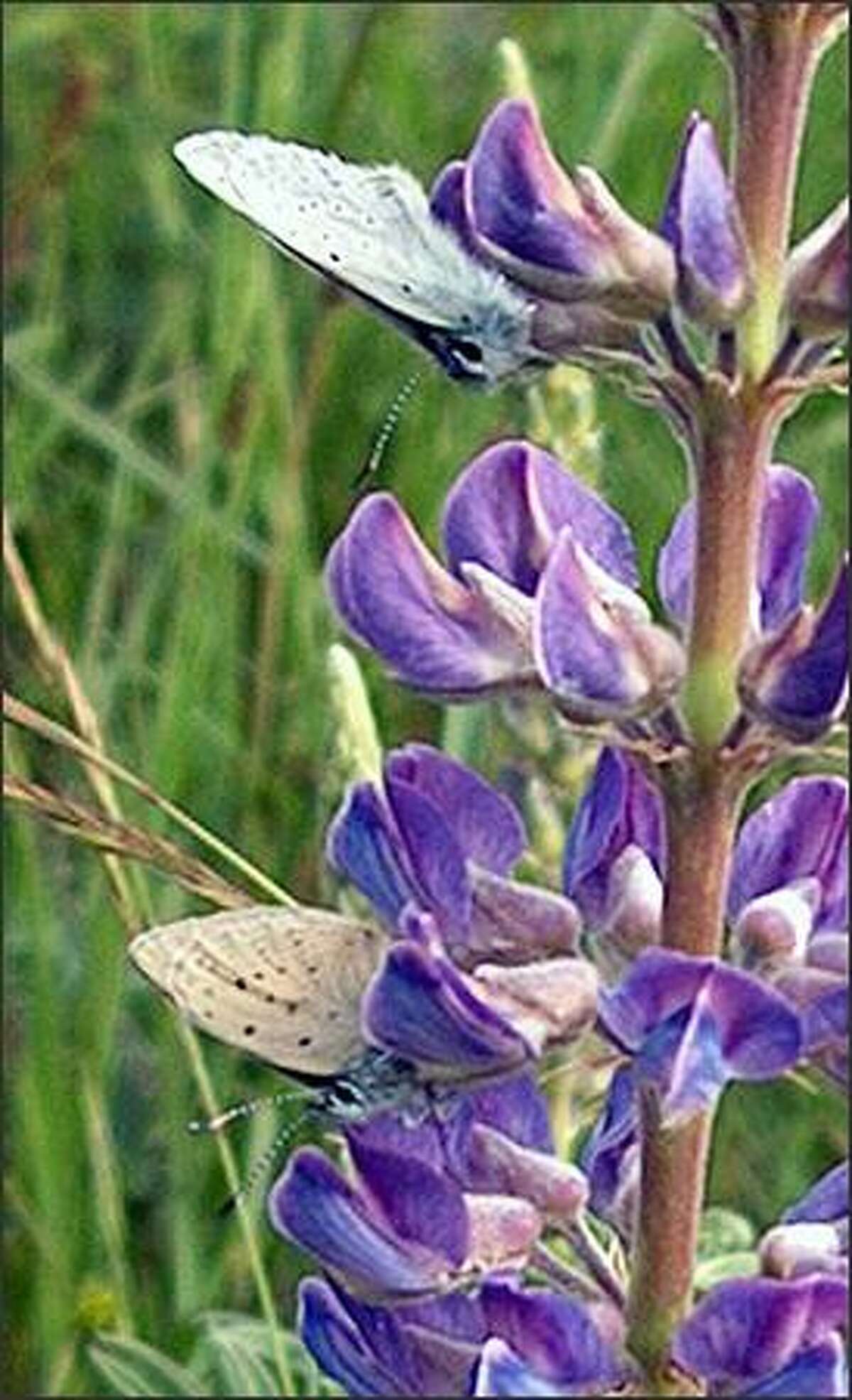 Green Gardening: A ray of sunshine for a vanishing lupine