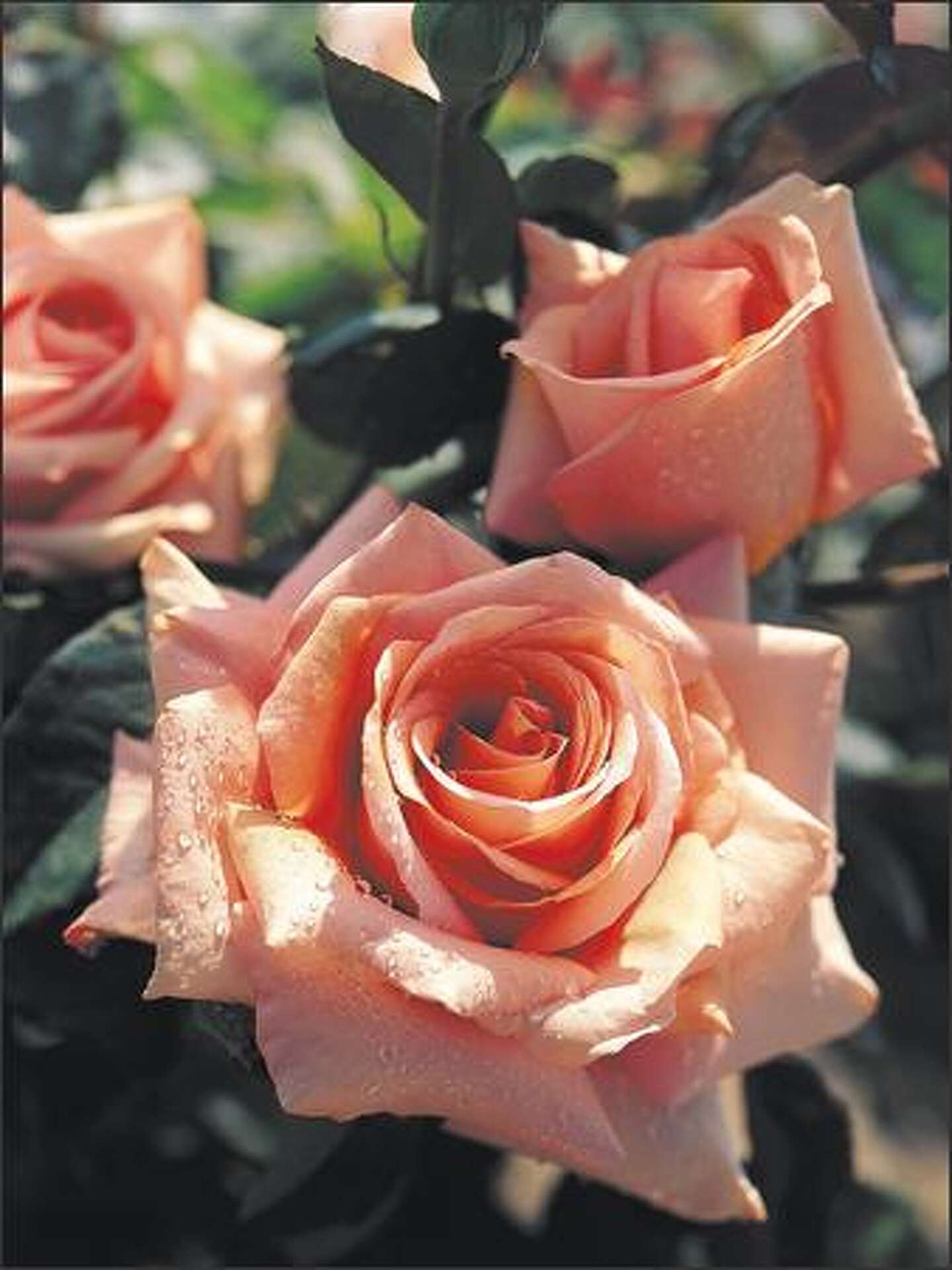 The Grounded Gardener: Group has a nose for the best Northwest roses