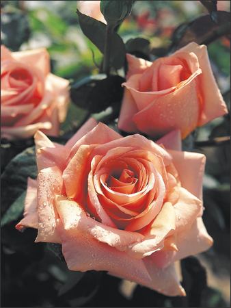 The Grounded Gardener: Group has a nose for the best Northwest roses