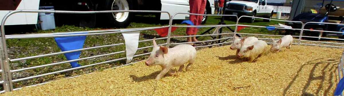 Animals at the South Texas State Fair