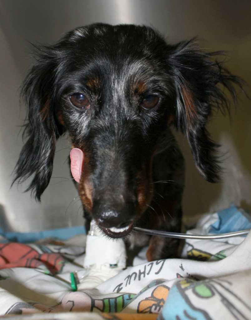Bostonian finds dog alive in her burned-out home