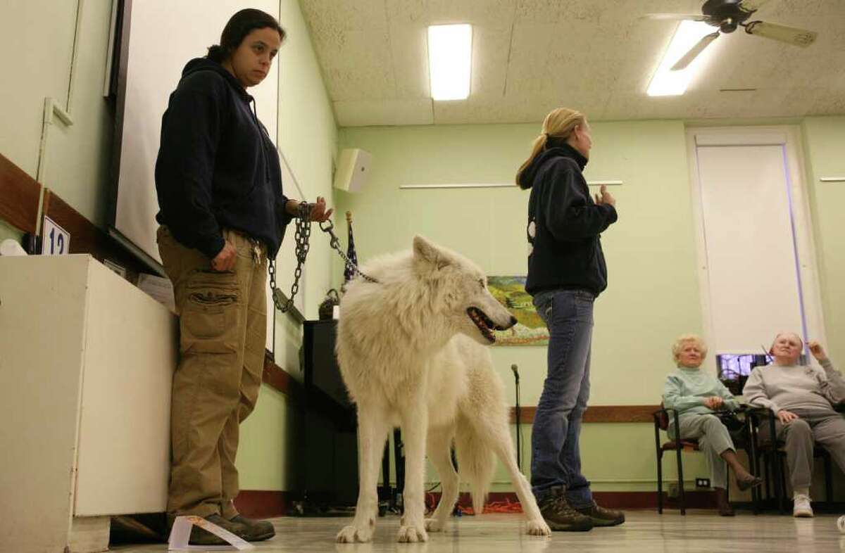 Going grey: wolf visits senior center