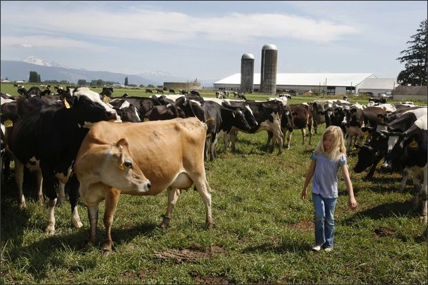 With a focus on flavor, organic dairy finds a productive niche