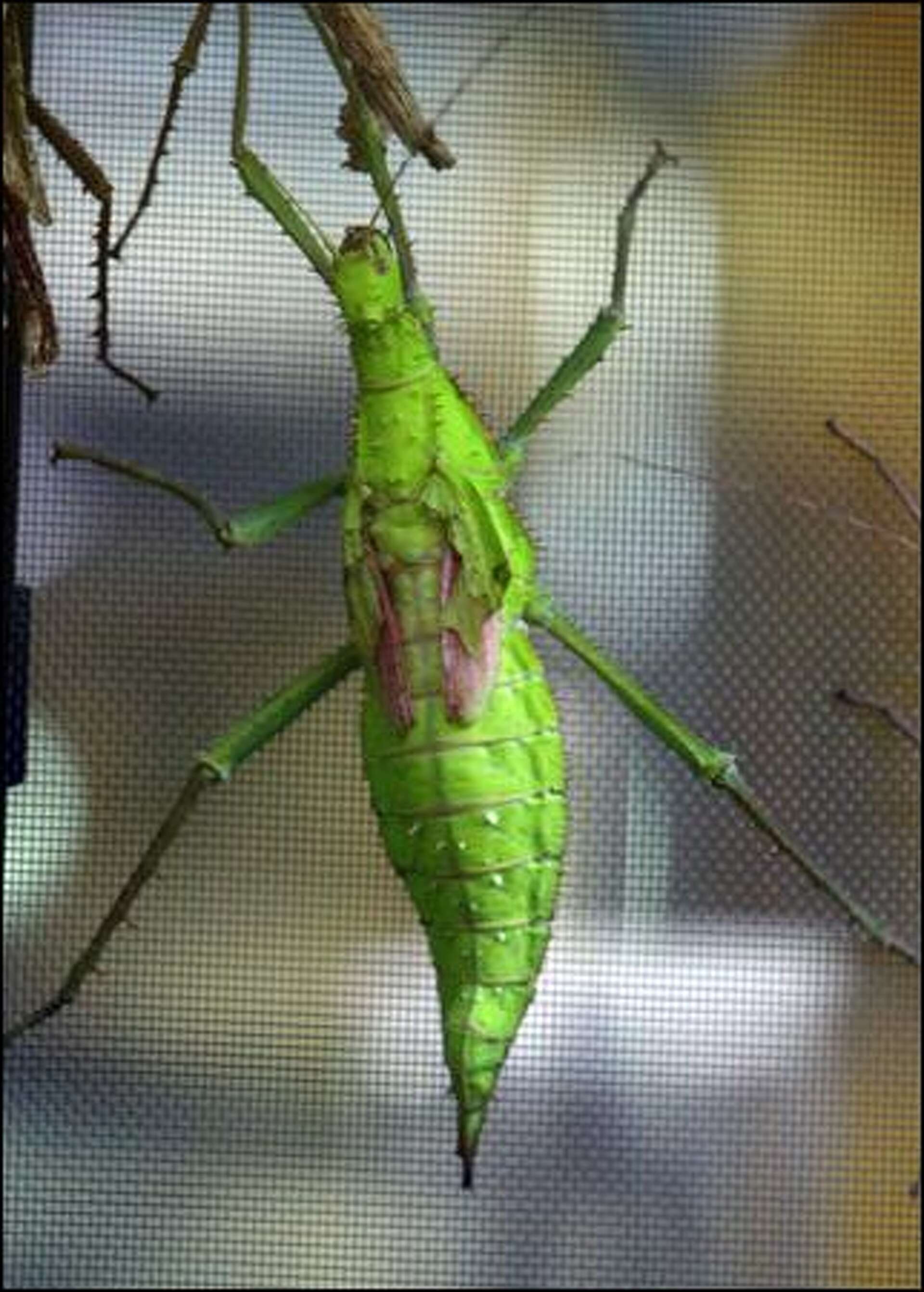 Seattle Bug Safari is Brian Rolf's walk on the wild side