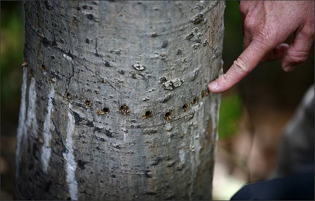 Tree death investigation continues