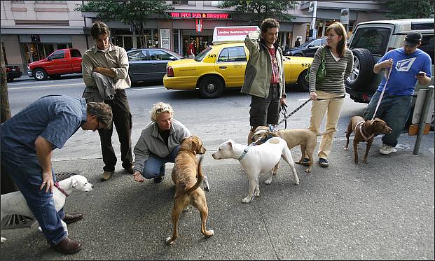 Pit bull owners gear up to fight breed ban