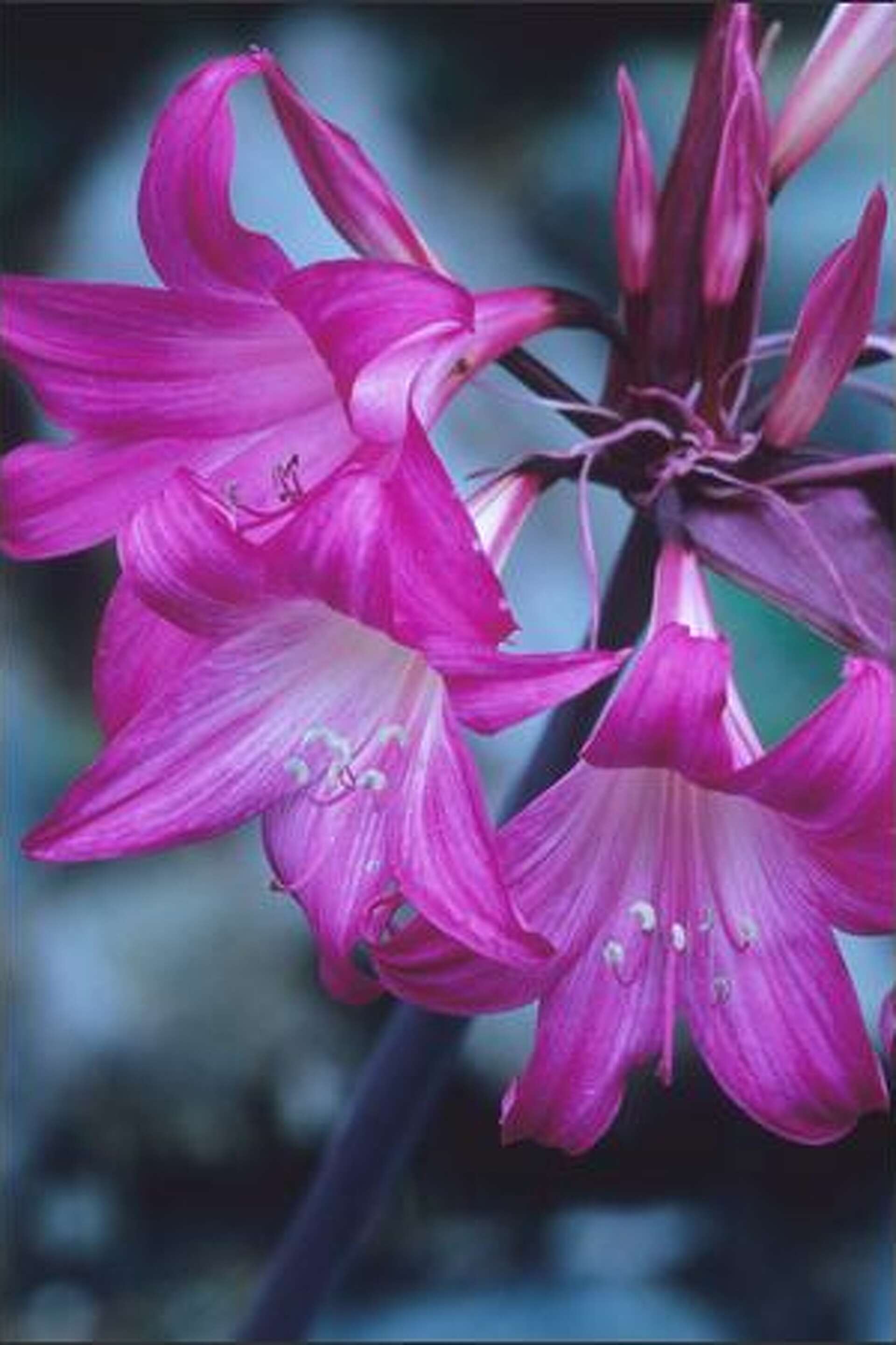 Plant Pick: Amaryllis belladonna (naked ladies)