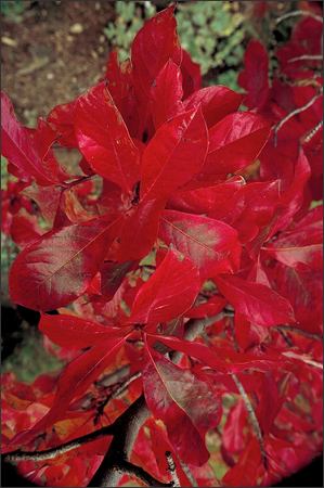 The Grounded Gardener: 10 trees for a great fall color display