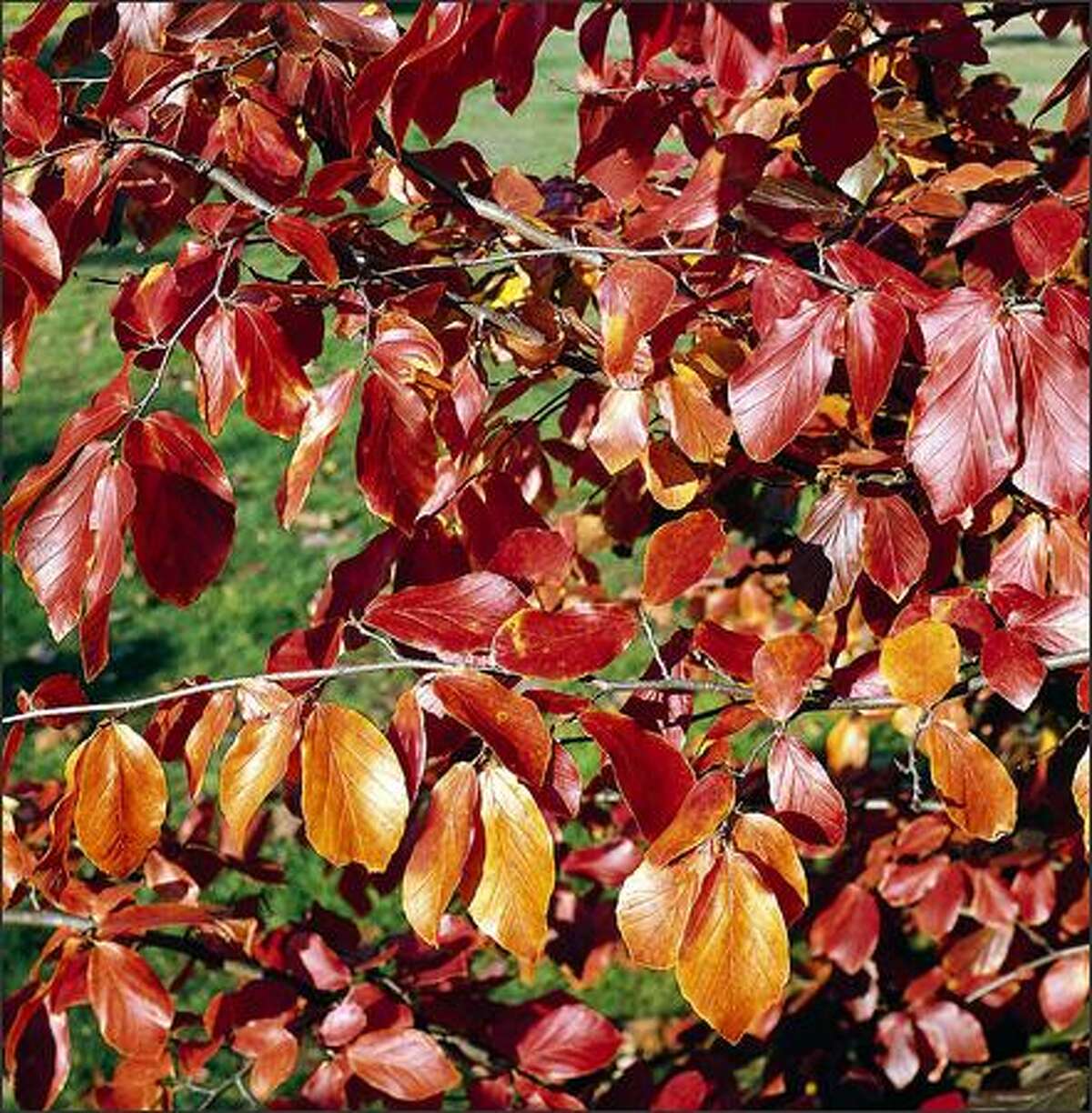 The Grounded Gardener: 10 trees for a great fall color display