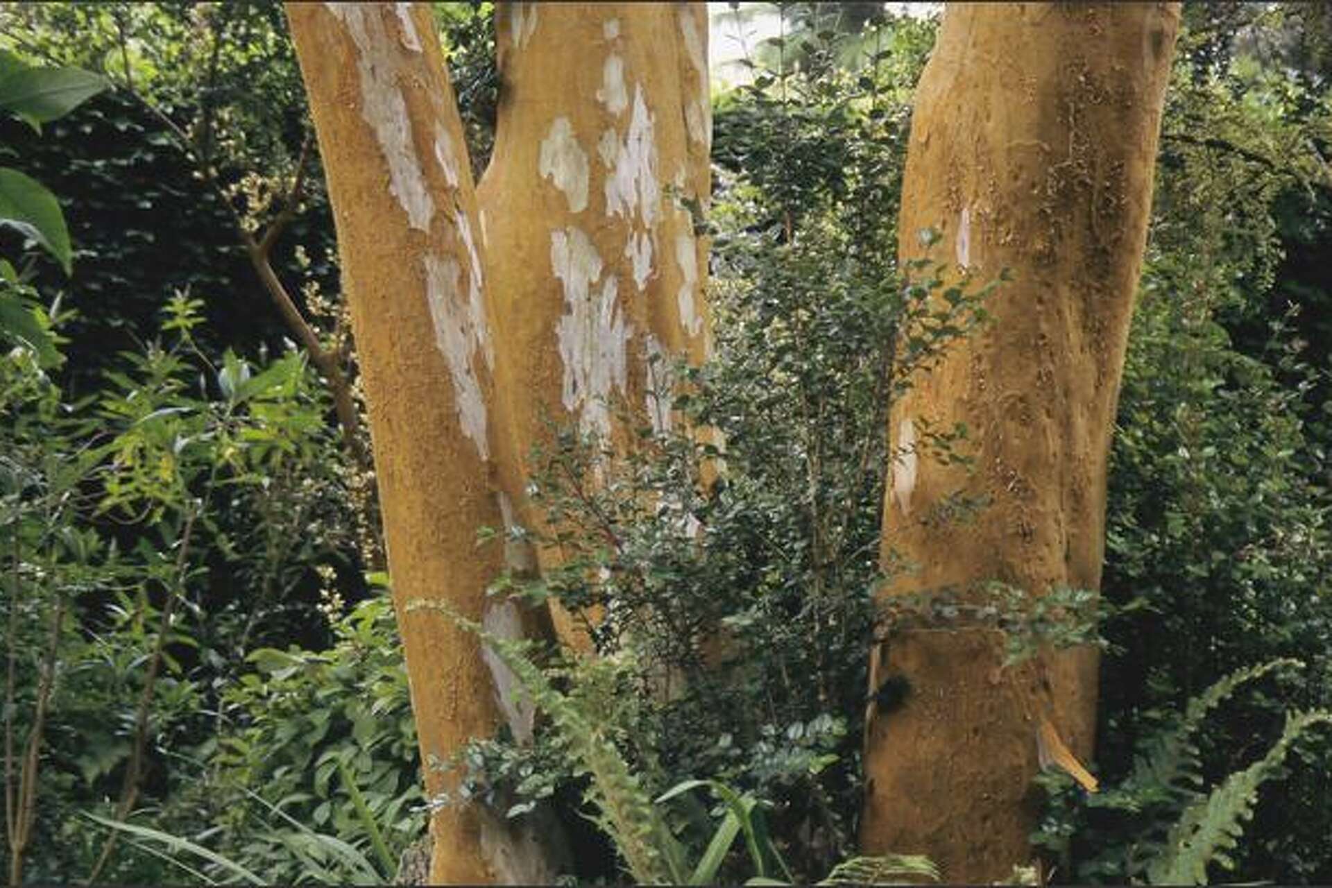 The Grounded Gardener: Specialty nurseries to the rescue