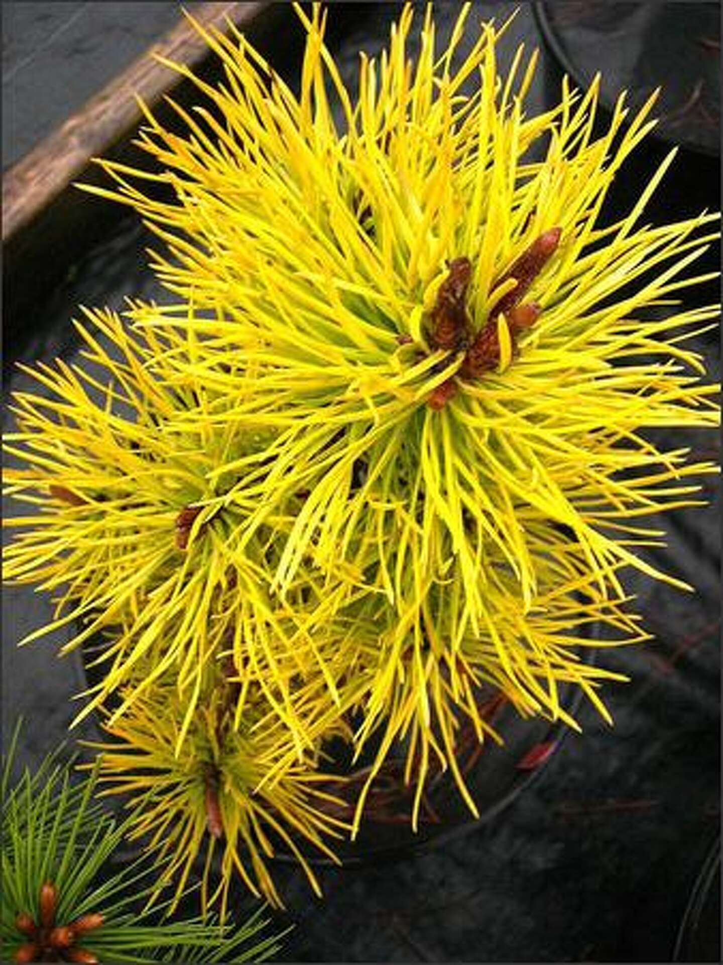 Dwarf conifer makes a big winter splash