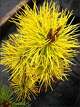 Dwarf conifer makes a big winter splash