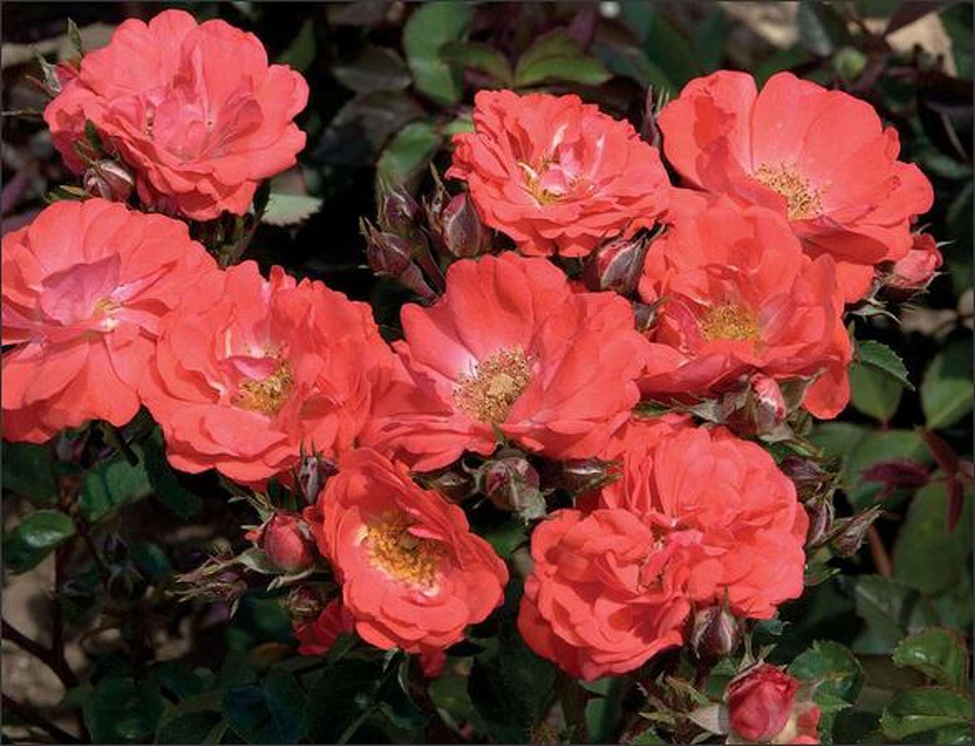 The Grounded Gardener: Drift along with easy-care roses