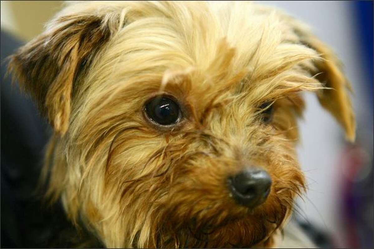 Puppy mill rescuees up for adoption (3-17-09)