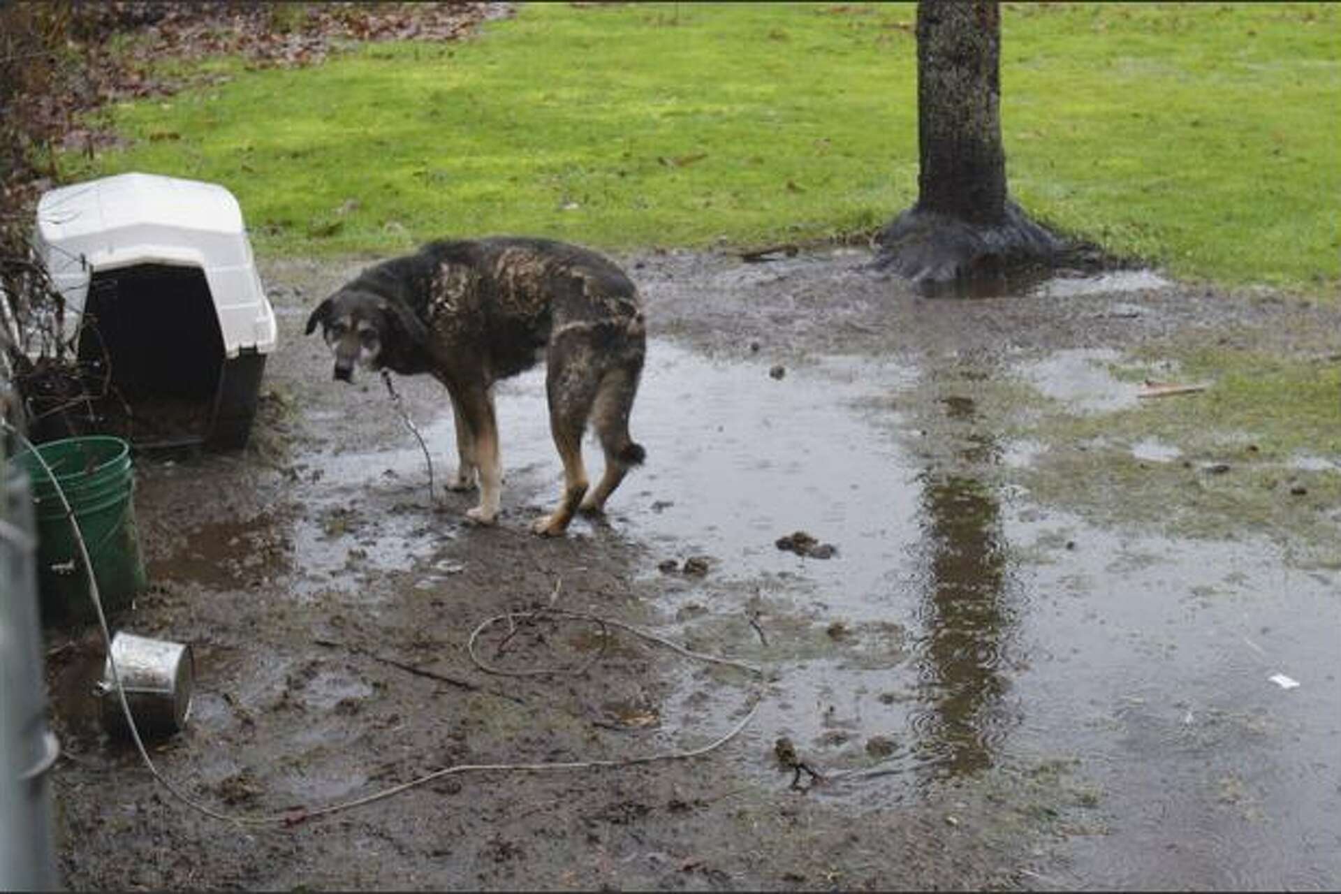 Law would prohibit pet owners from continuously confining dogs