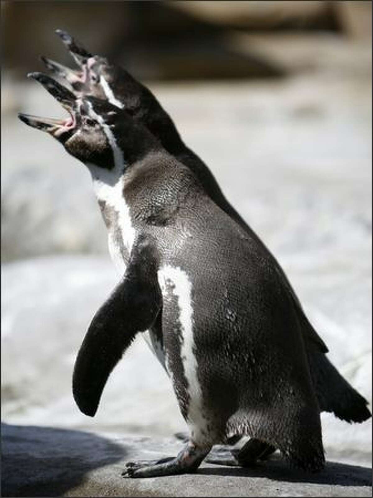 Humboldt penguins at the Woodland Park Zoo