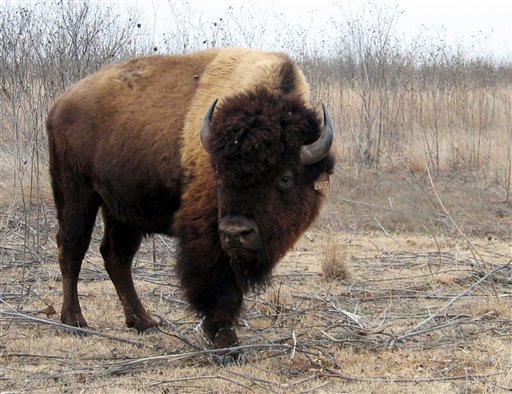 Ted Turner's bison helped save historic Texas herd
