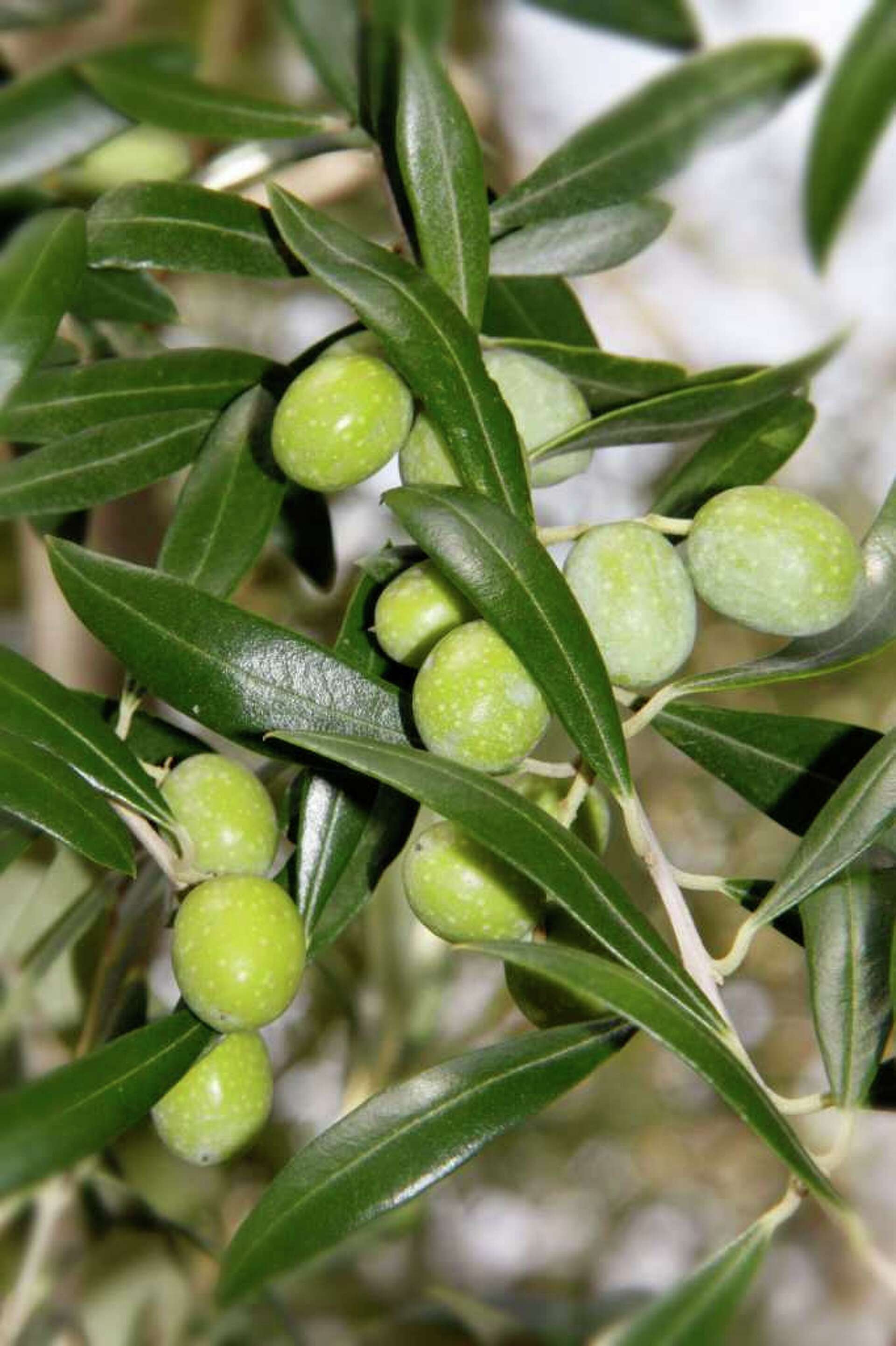 Gardening with a Mediterranean flair