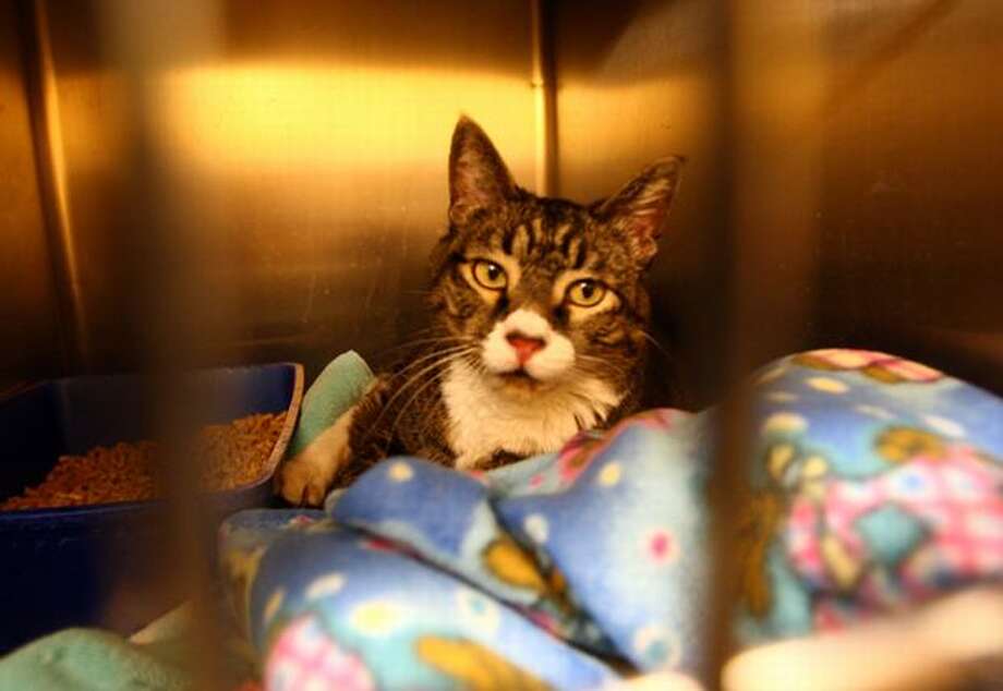 Seattle Animal Shelter (Dec. 2010) - seattlepi.com