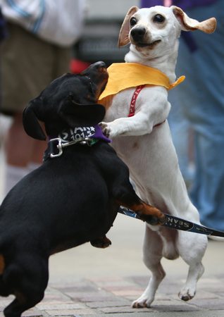 Wiener Dog Races
