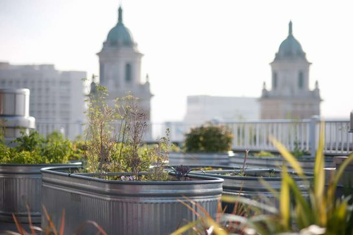 Seattle's green roofs