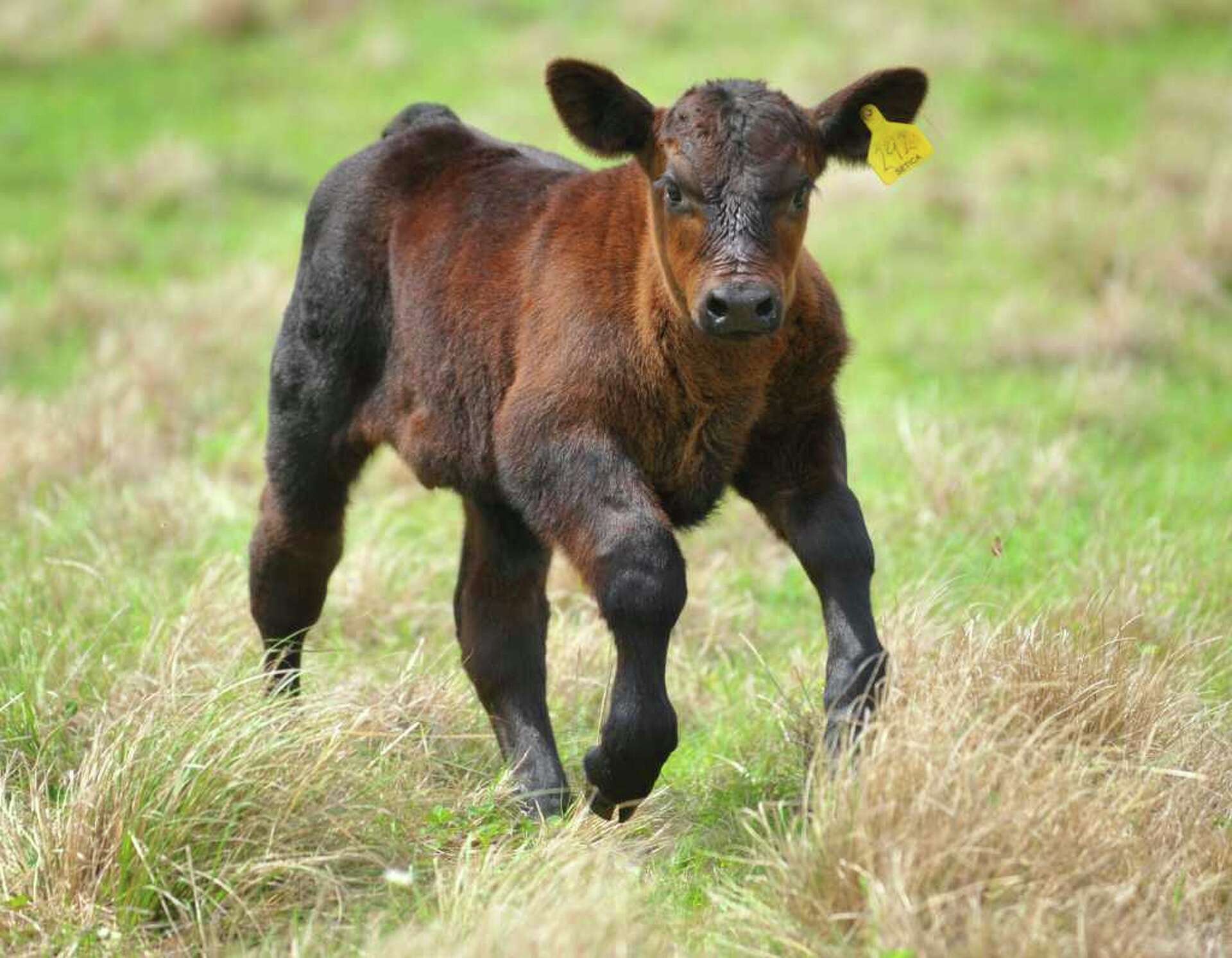 After recent auction, new calves take up residence