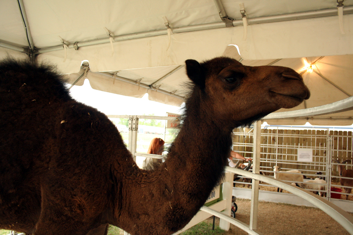 Animals at the South Texas State Fair