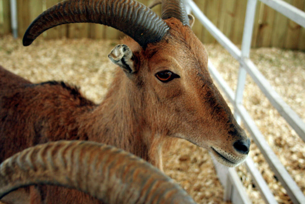 Animals at the South Texas State Fair