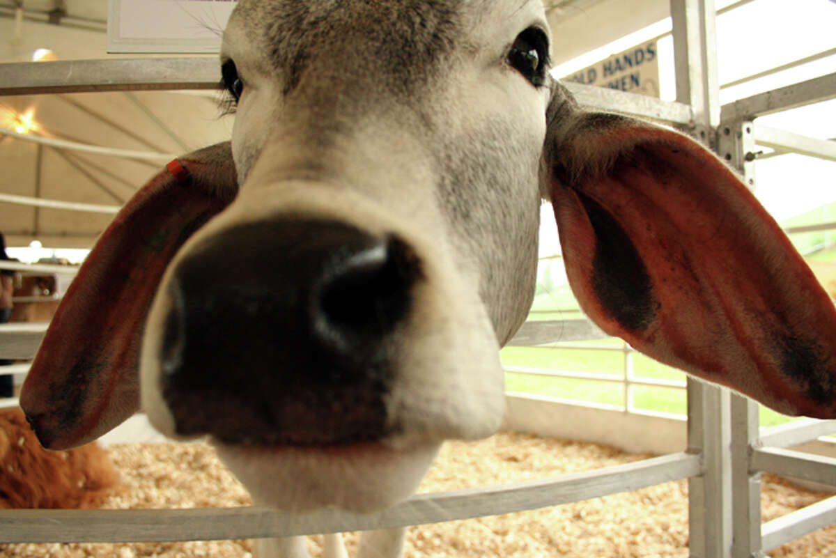 Animals at the South Texas State Fair