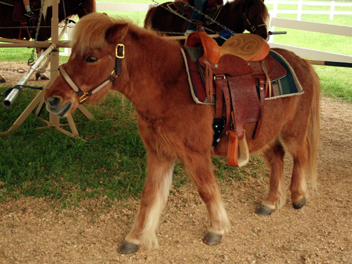 Animals at the South Texas State Fair