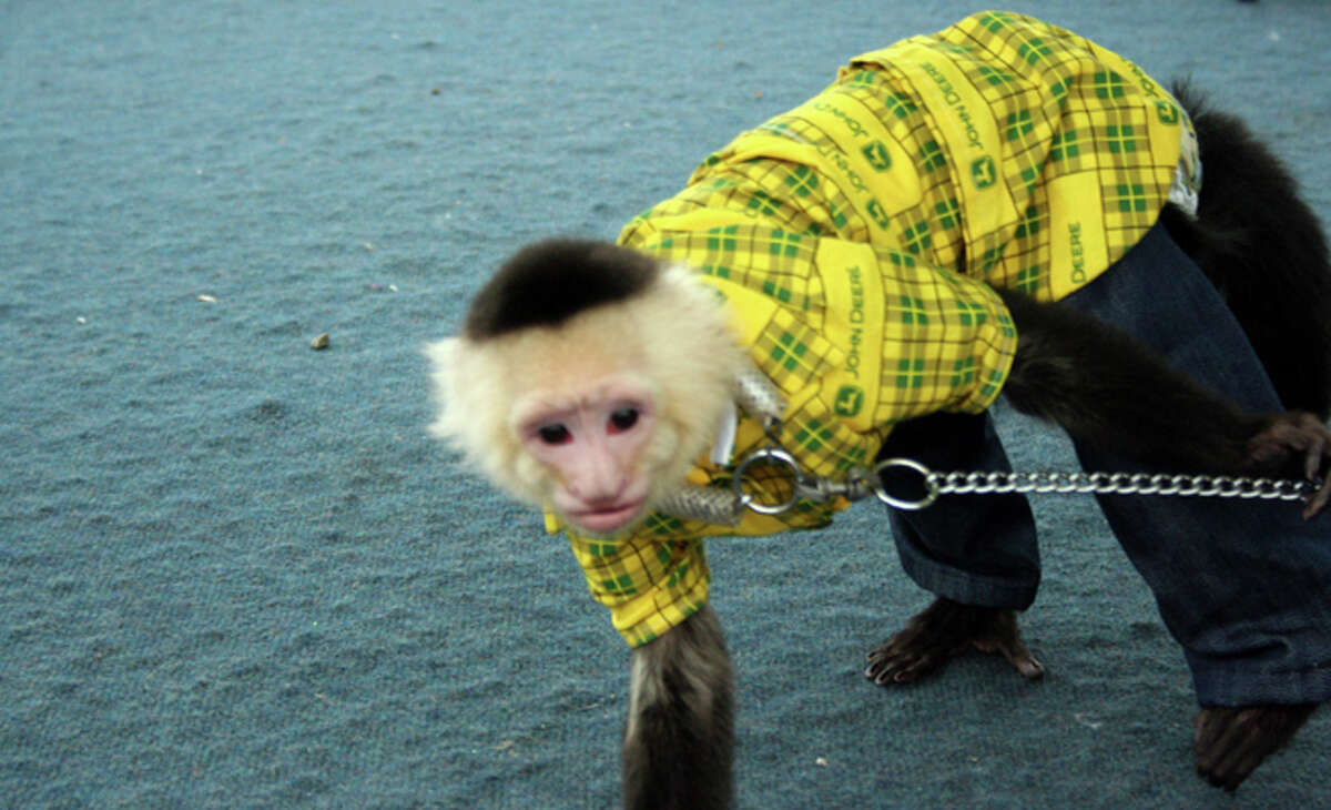 Animals at the South Texas State Fair
