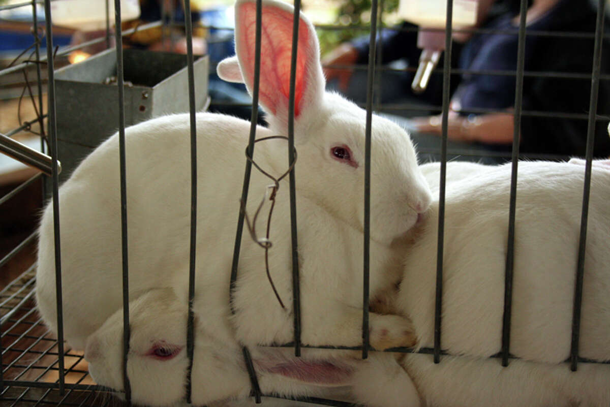 Animals at the South Texas State Fair