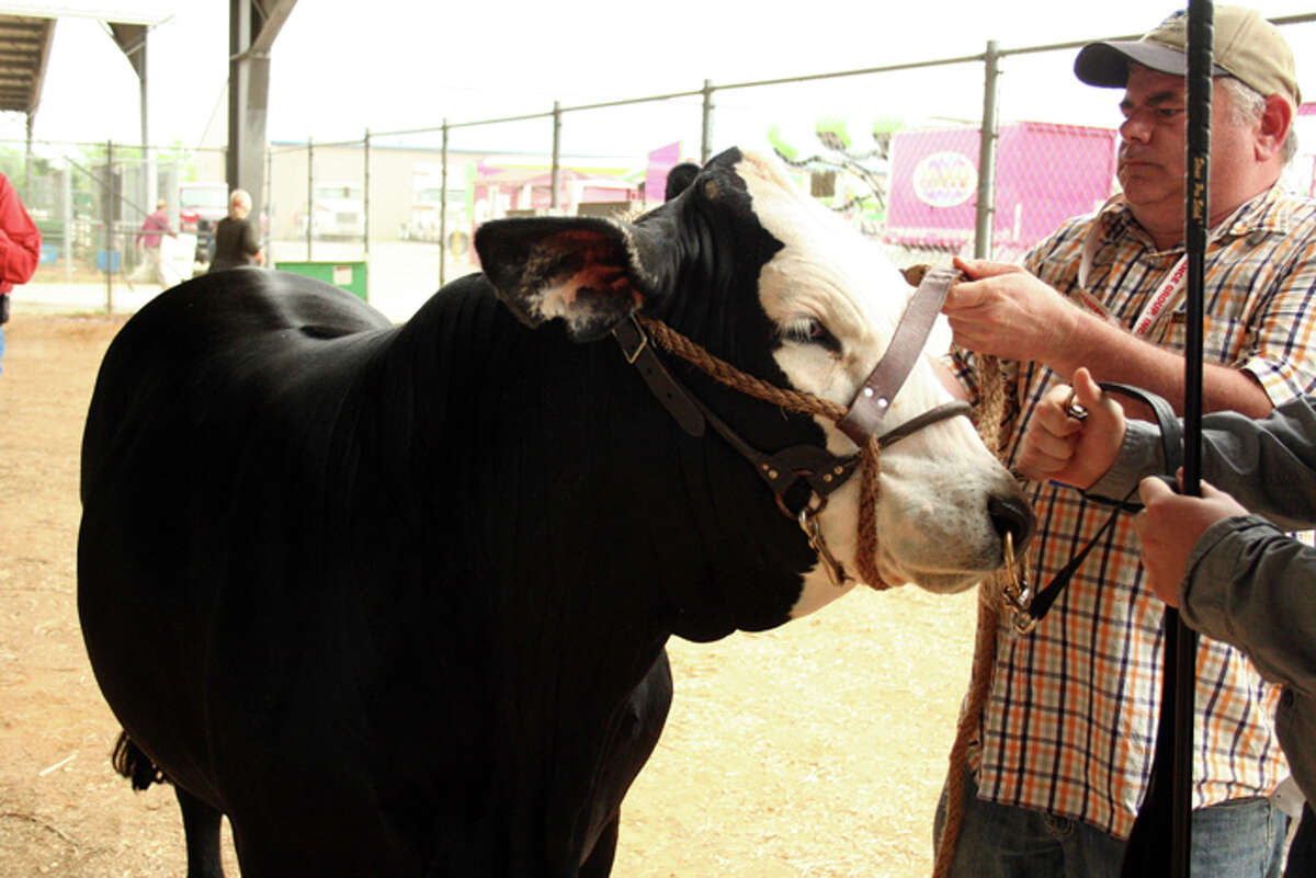 Animals at the South Texas State Fair