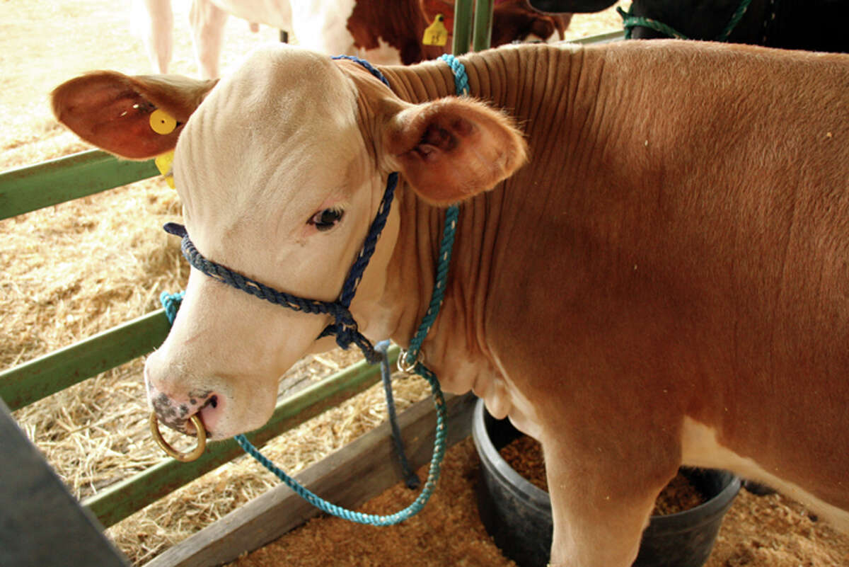 Animals at the South Texas State Fair