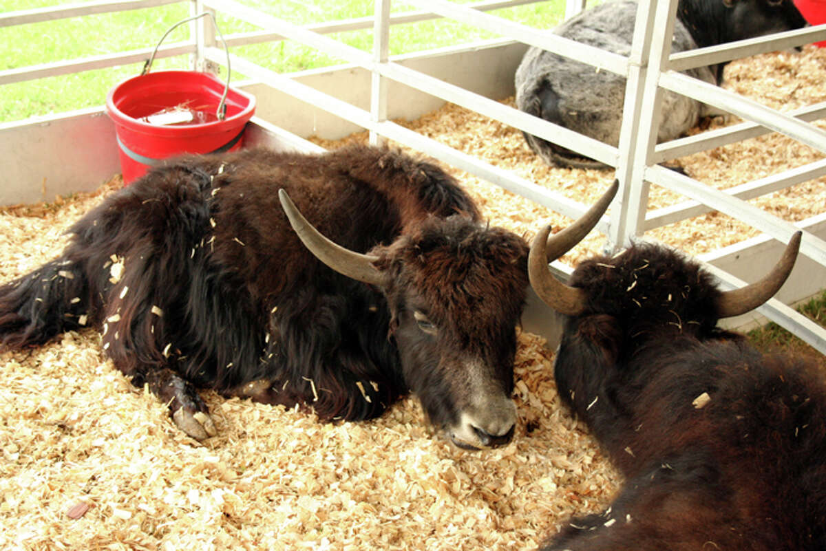 Animals at the South Texas State Fair