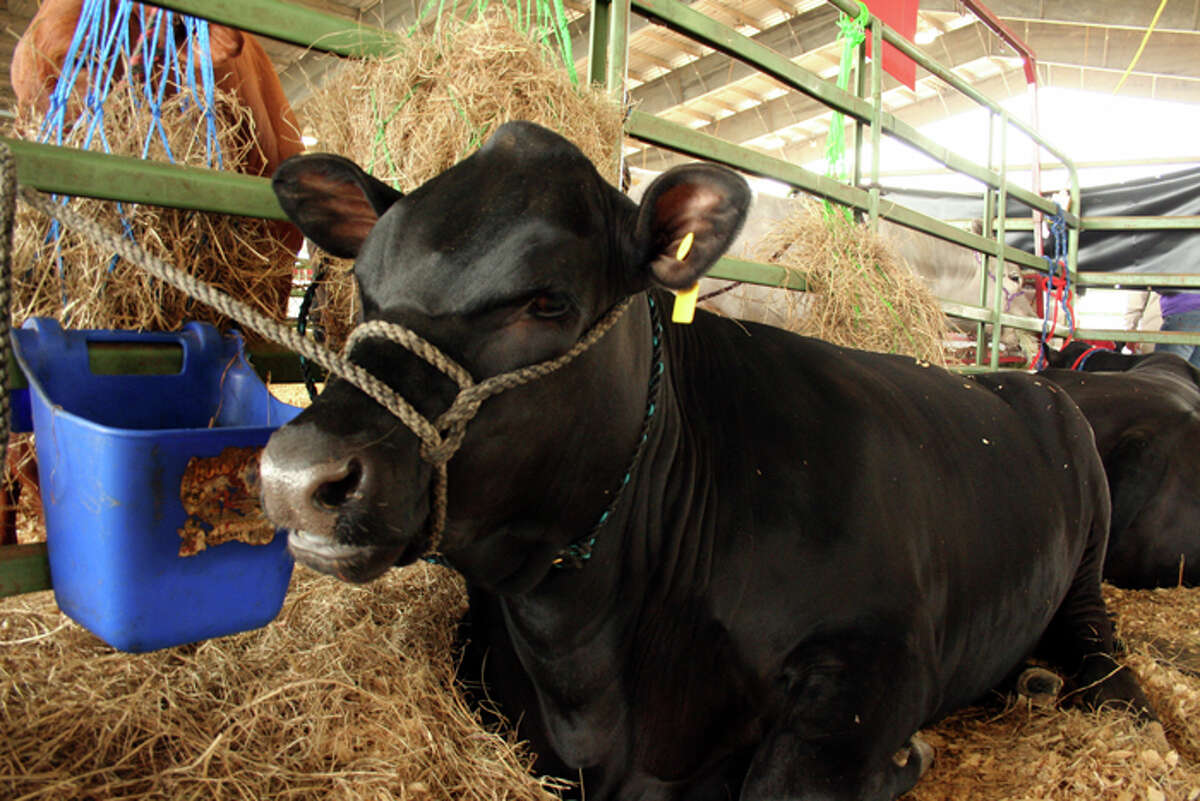 Animals at the South Texas State Fair