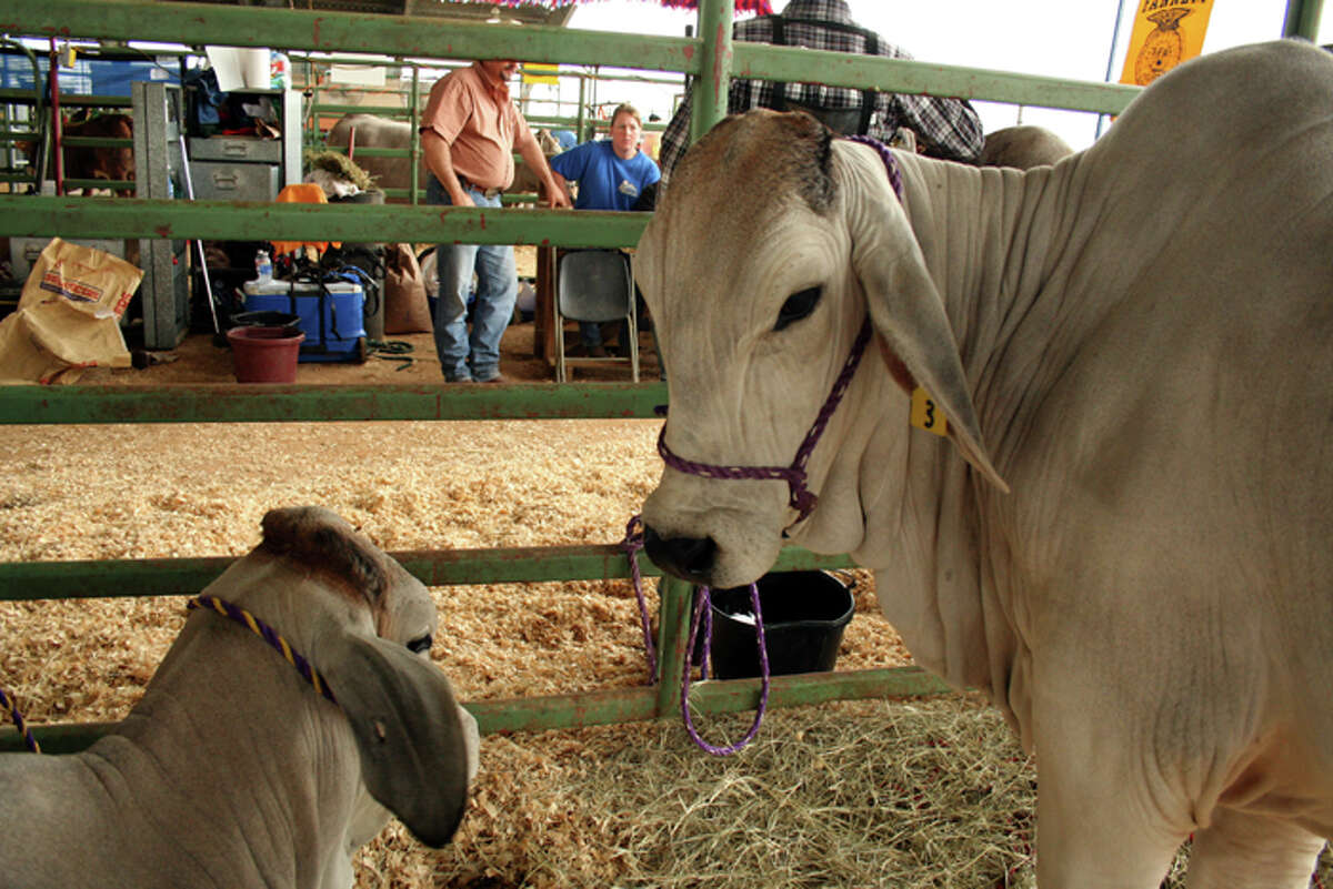 Animals at the South Texas State Fair