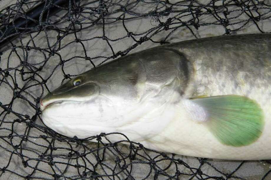 Spring is the best time to catch elusive bowfin - Beaumont Enterprise