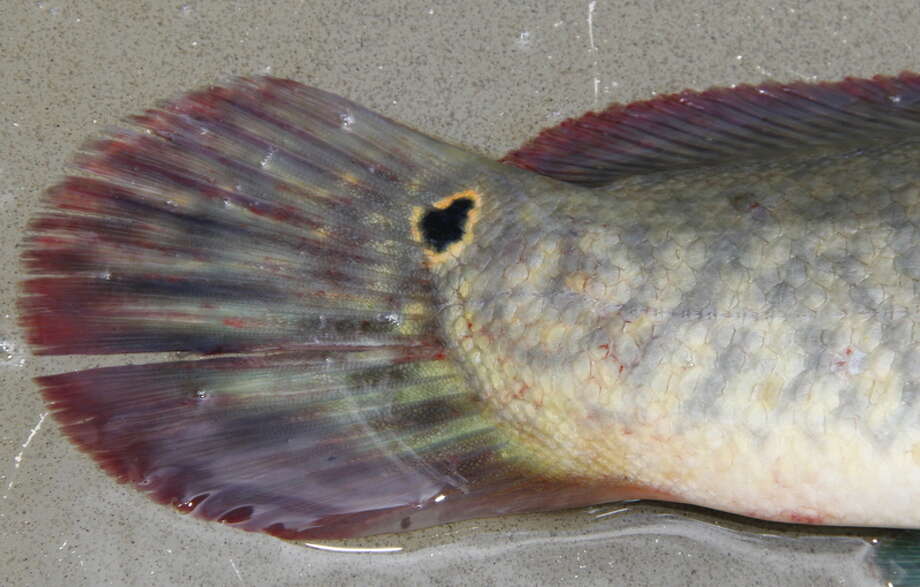 Spring is the best time to catch elusive bowfin - Beaumont Enterprise