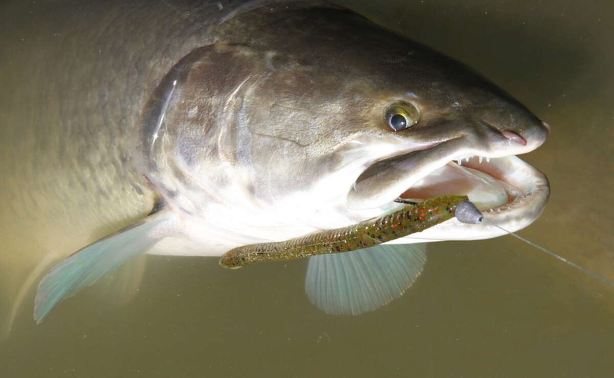 Spring is the best time to catch elusive bowfin