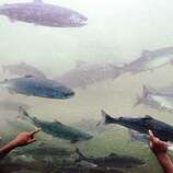 Ballard Locks and Fish Ladder - seattlepi.com