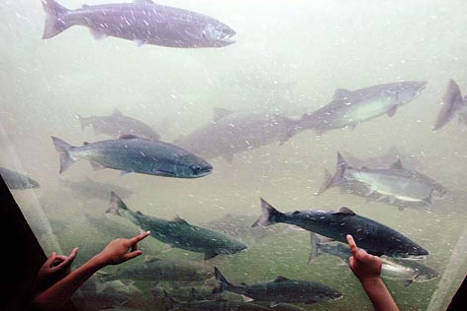 Ballard Locks and Fish Ladder